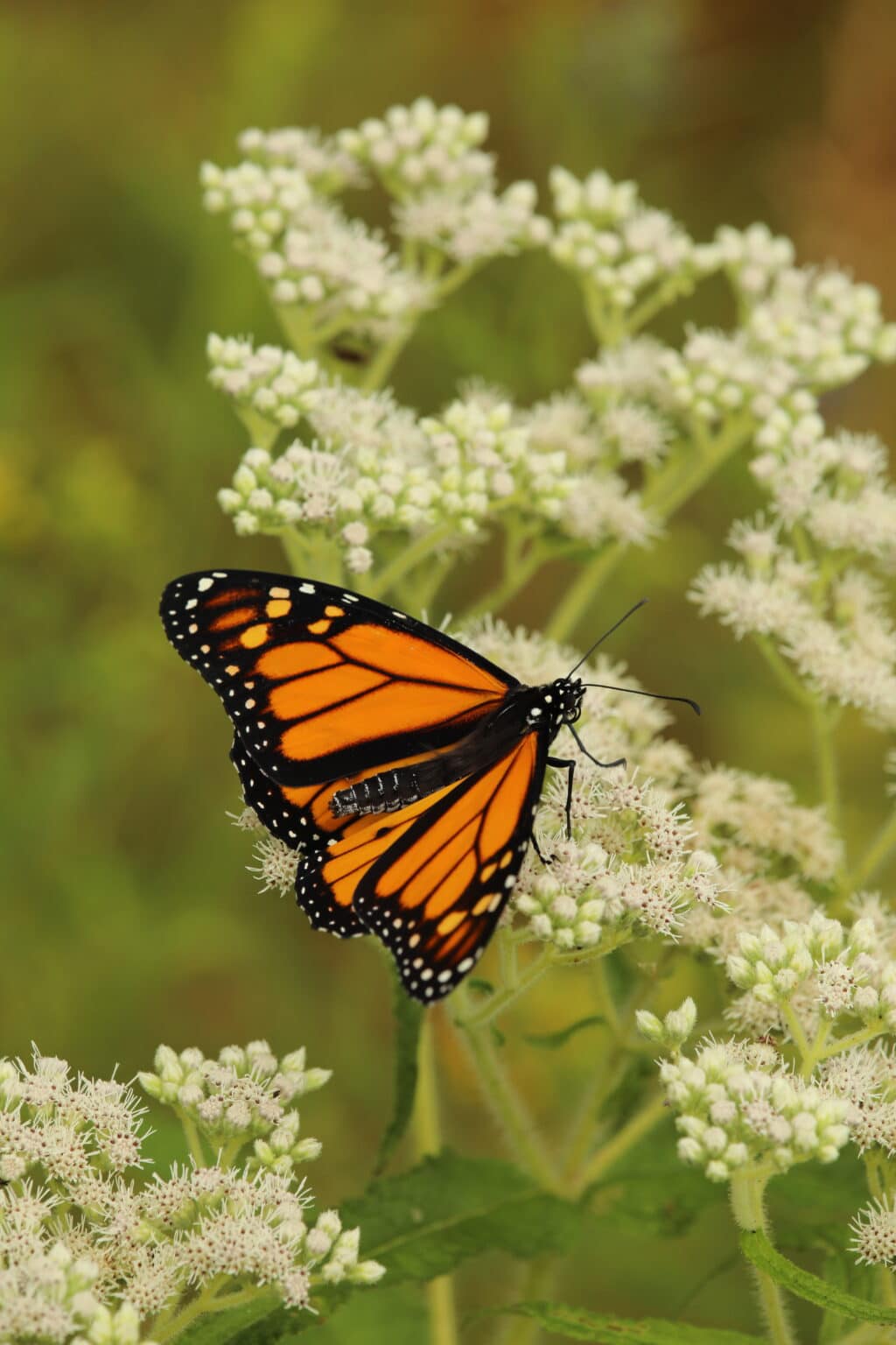 Eupatorium Perfoliatum - Common Boneset - Bumbee's