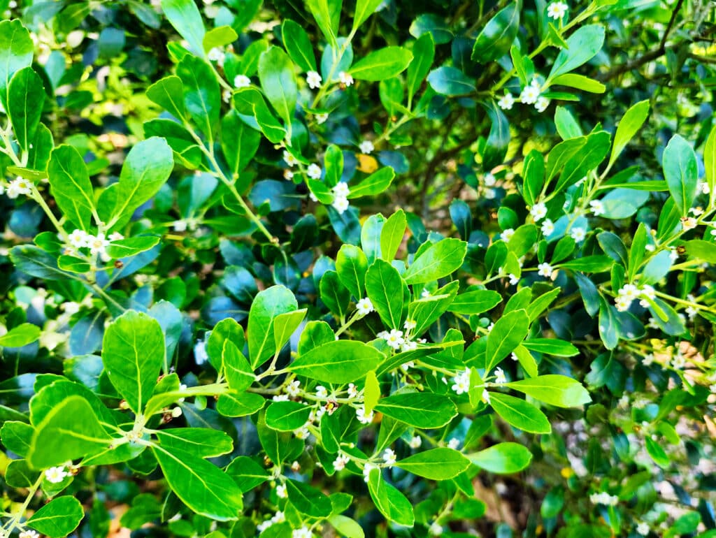 Ilex Glabra Shamrock - Shamrock Inkberry - Bumbee's