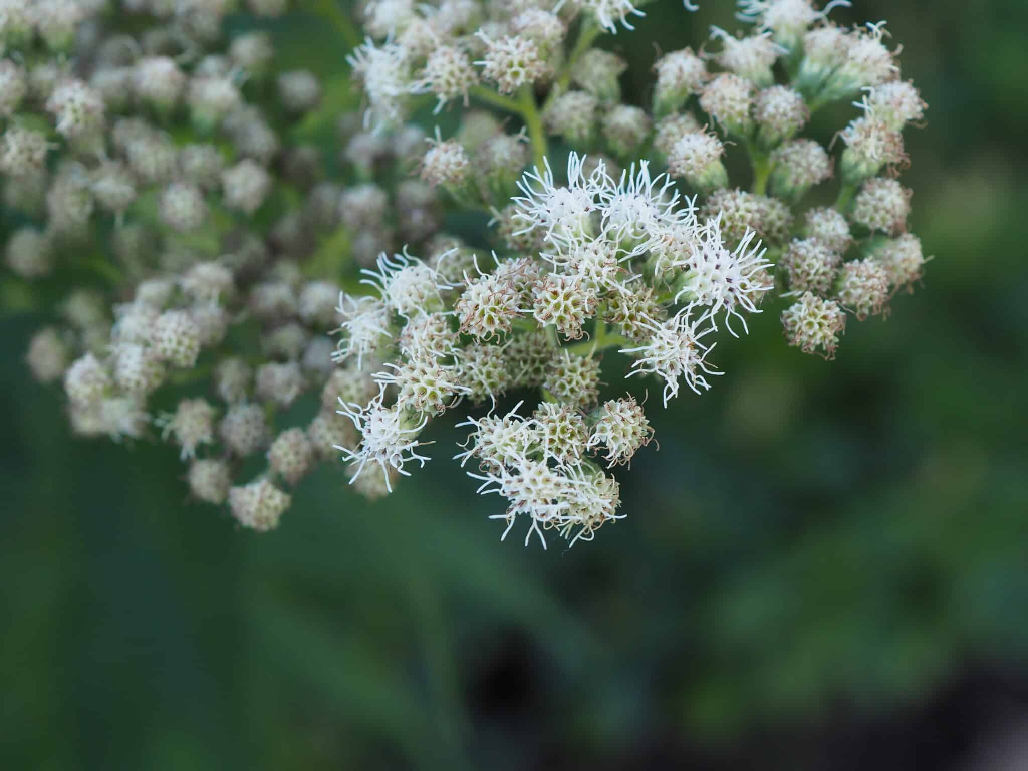 Eupatorium Perfoliatum - Common Boneset - Bumbee's
