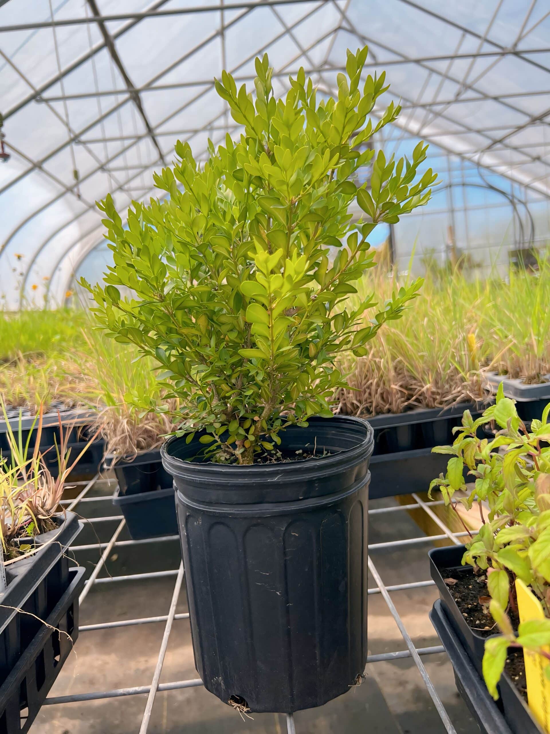 Thuja Occidentalis Nigra - Dark American Arborvitae - Bumbee's