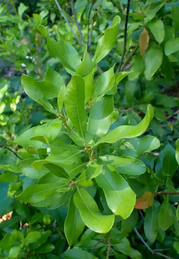 Myrica Pensylvanica - Northern Bayberry - Bumbee's