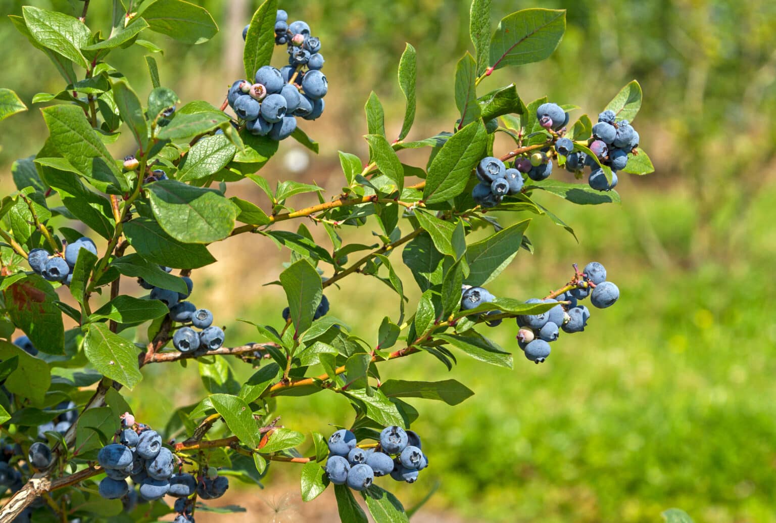Highbush Blueberry Vs Lowbush Blueberry: Key Differences Explained ...