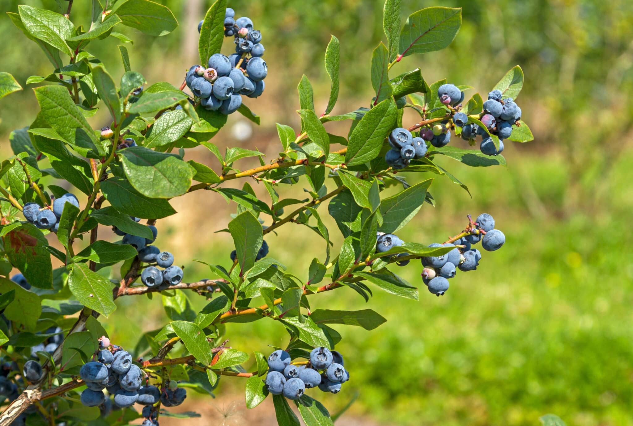 Highbush Blueberry Vs Lowbush Blueberry: Key Differences Explained ...