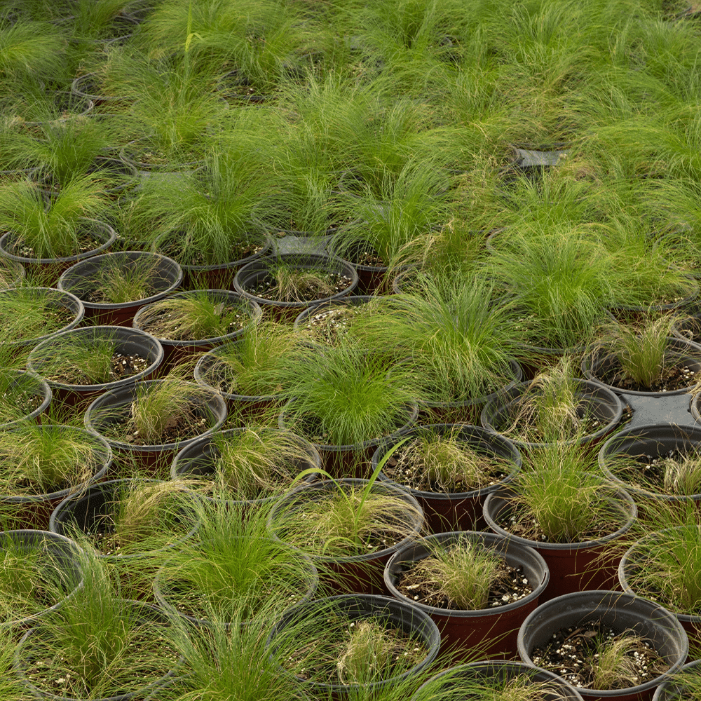 Bumbee's - Eco-Friendly Native Plants For Vibrant Gardens