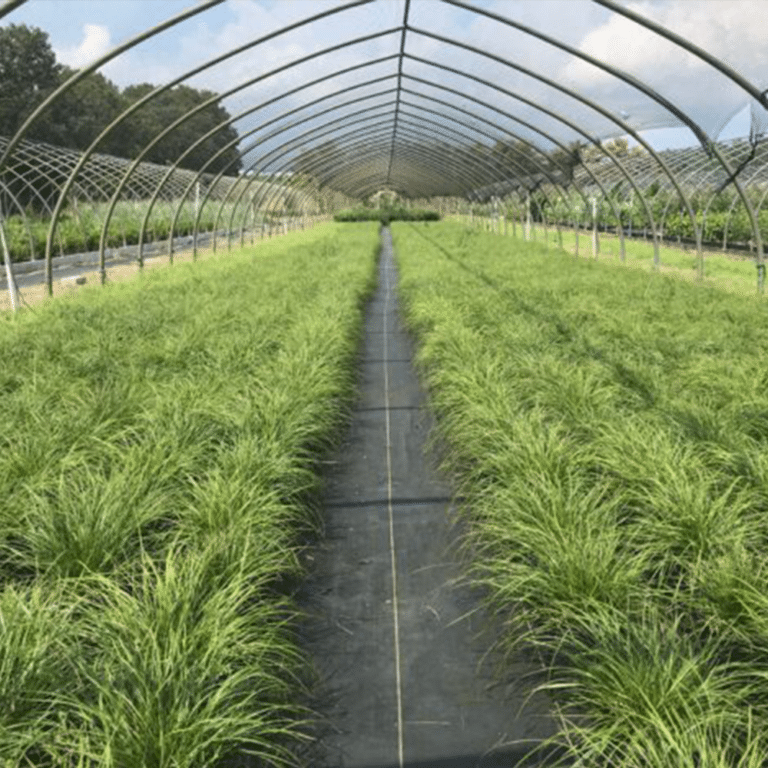 US Native Plants – Bumbee's