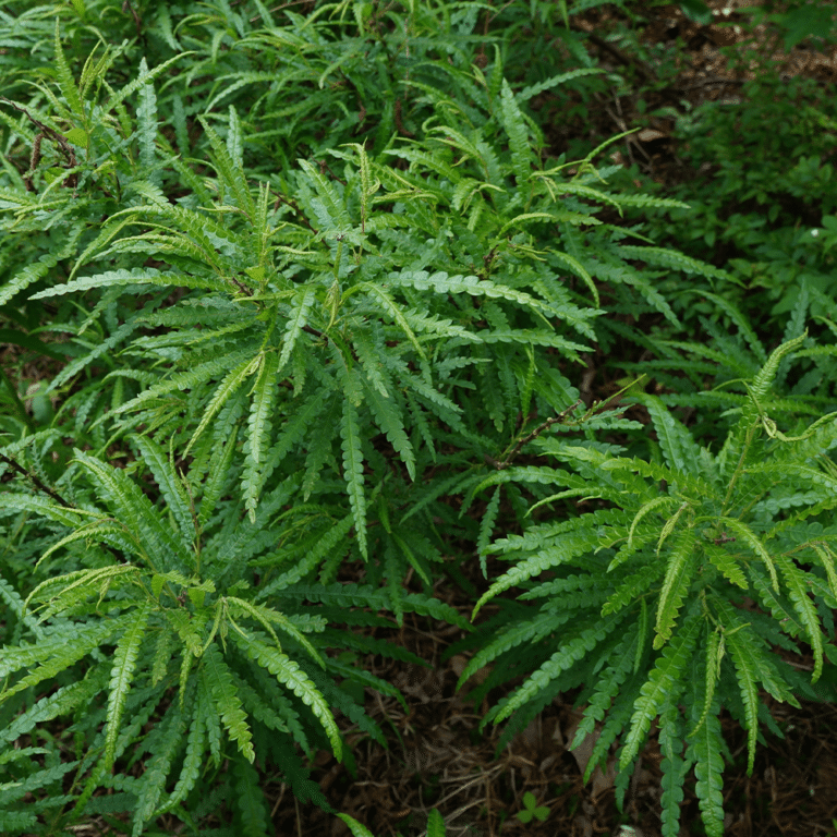 Comptonia Peregrina - Sweetfern - Bumbee's