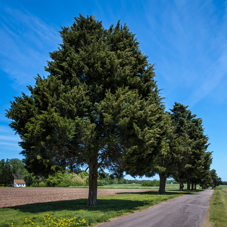 Juniperus Virginiana - Eastern Red Cedar - Bumbee's