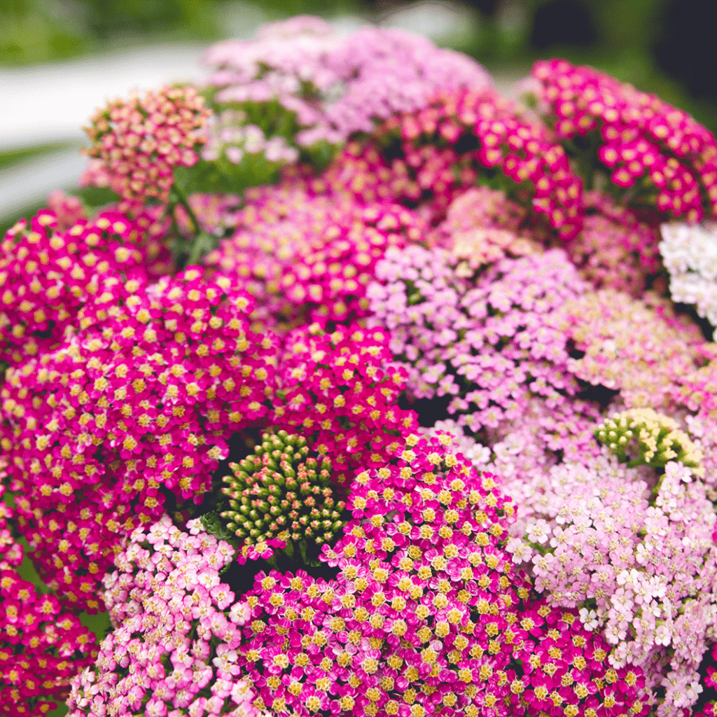 Achillea Millefolium Oertel's Rose - Yarrow - Bumbee's