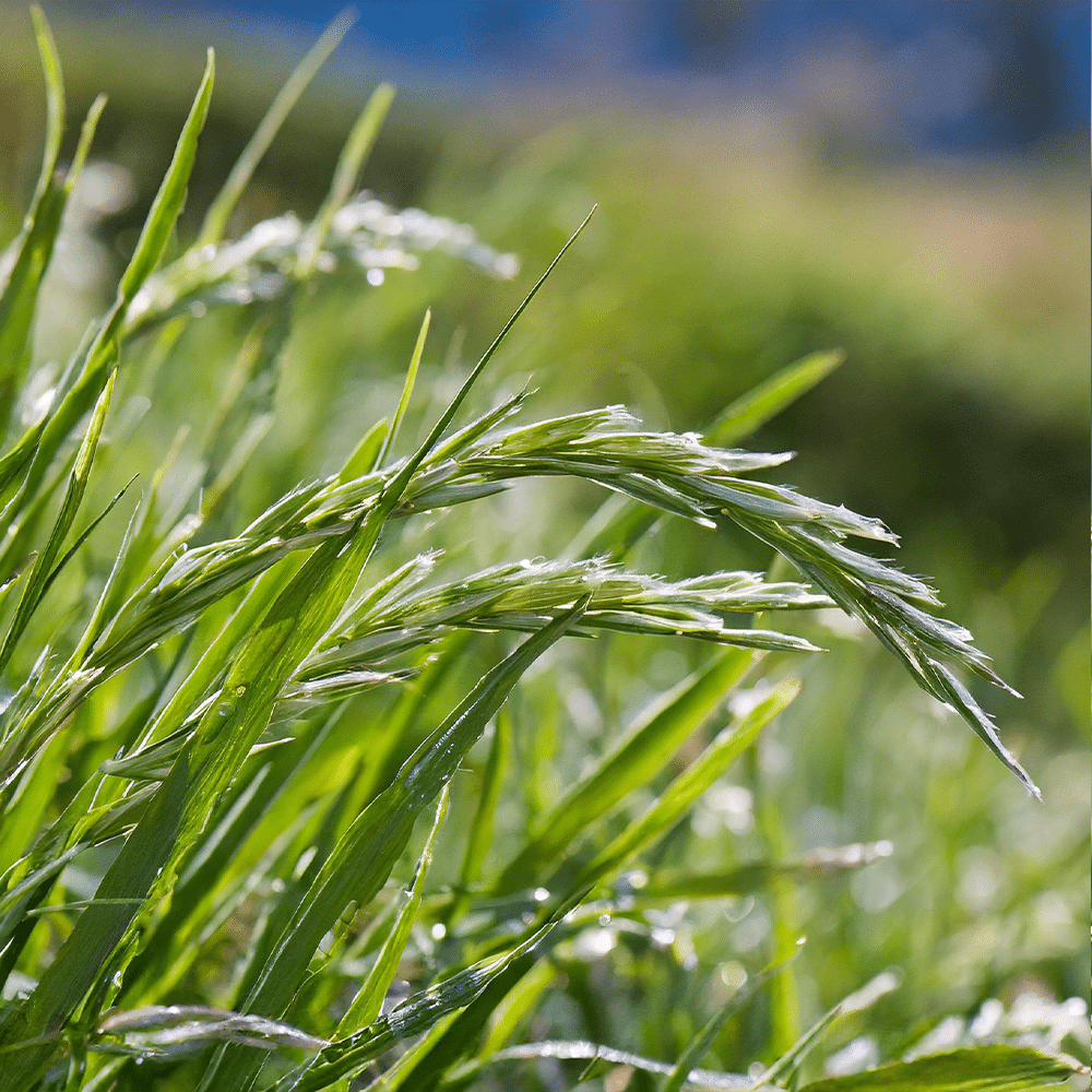 Distichylus Spicata - Salt Grass - Bumbee's
