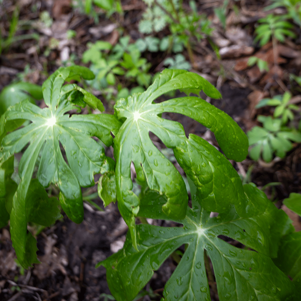 Podophyllum Peltatum