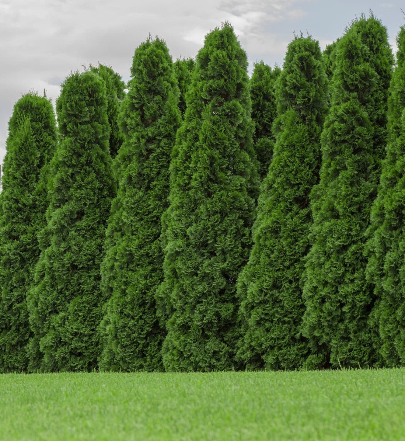 Green Giant Arborvitae Thuja Green Giant Gallon