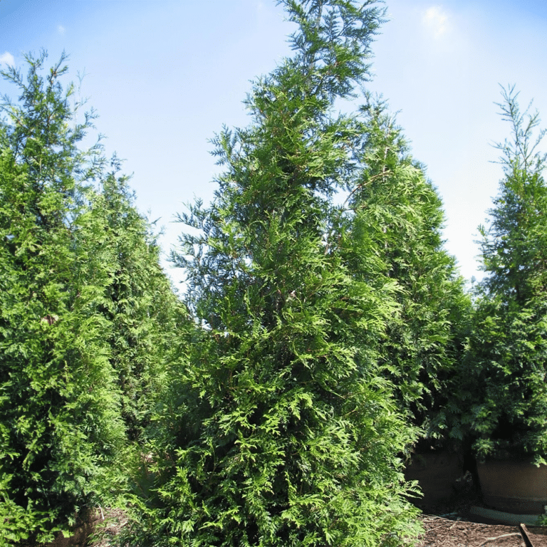 Green Giant Arborvitae - Thuja 'Green Giant' - Bumbee's
