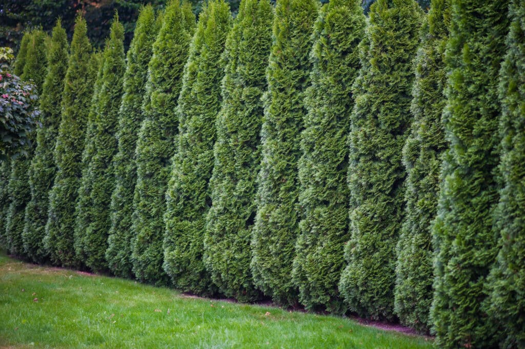 Thuja Occidentalis Elegantissima - Elegantissima Arborvitae - Bumbee's