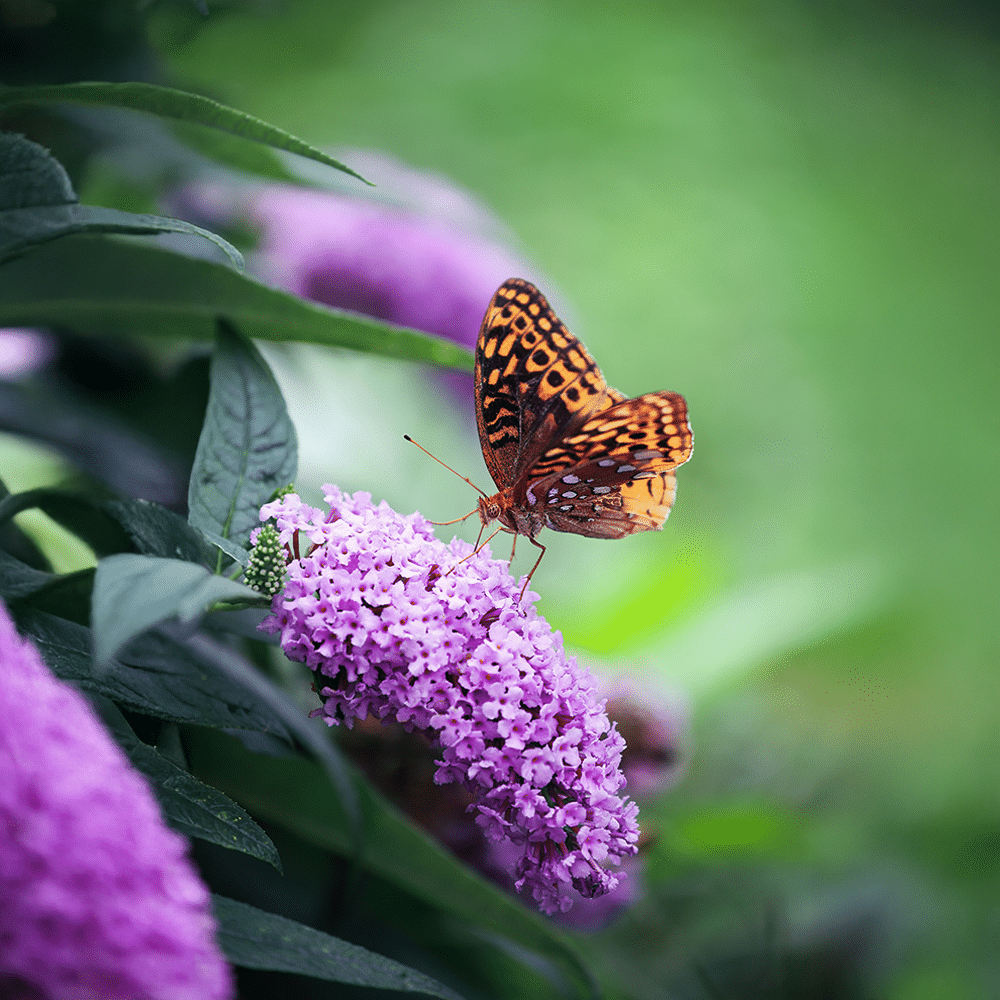 Buddleia Pugster Amethyst® - Butterfly Bush - Bumbee's