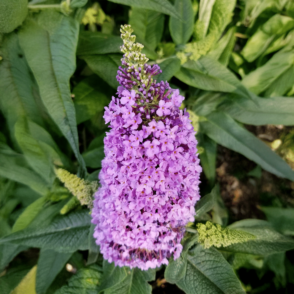 Buddleia Pugster Amethyst® - Butterfly Bush - Bumbee's