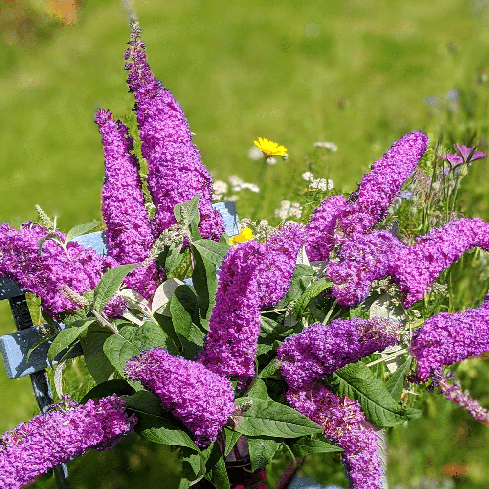 Buddleia Pugster Pinker® - Butterfly Bush - Bumbee's