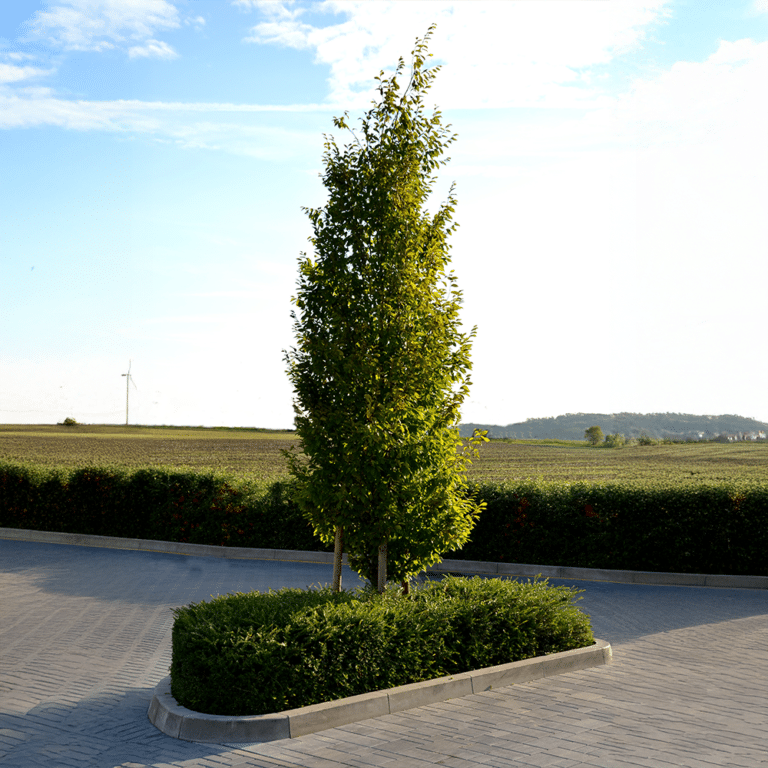 Carpinus Betulus Fastigiata - Columnar European Hornbeam - Bumbee's