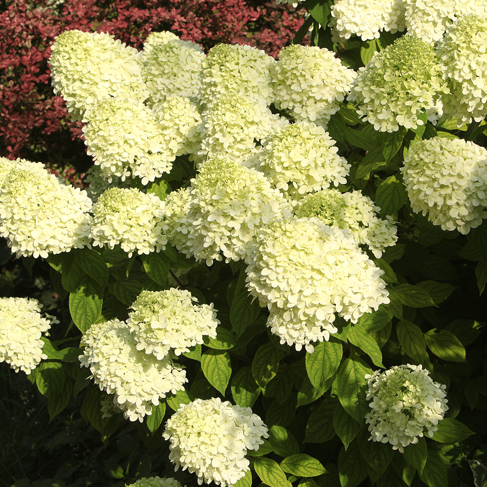 Hydrangea Paniculata Limelight Prime® - Limelight Hydrangea - Bumbee's