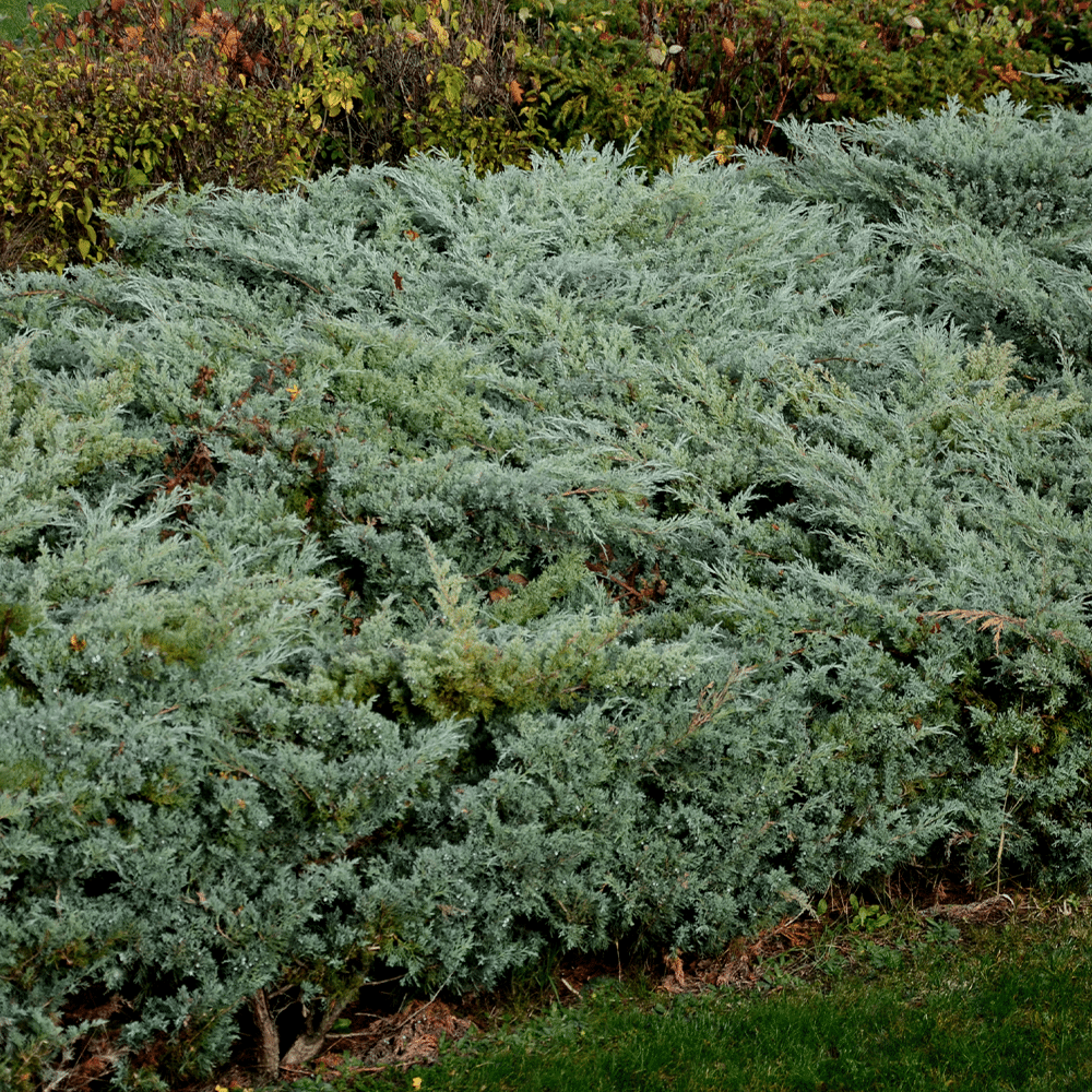 Juniperus Chinensis Parsoni - Parsoni Juniper - Bumbee's