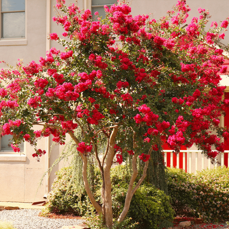 Lagerstroemia X Indica Colorama Scarlet™ - Crape Myrtle - Bumbee's