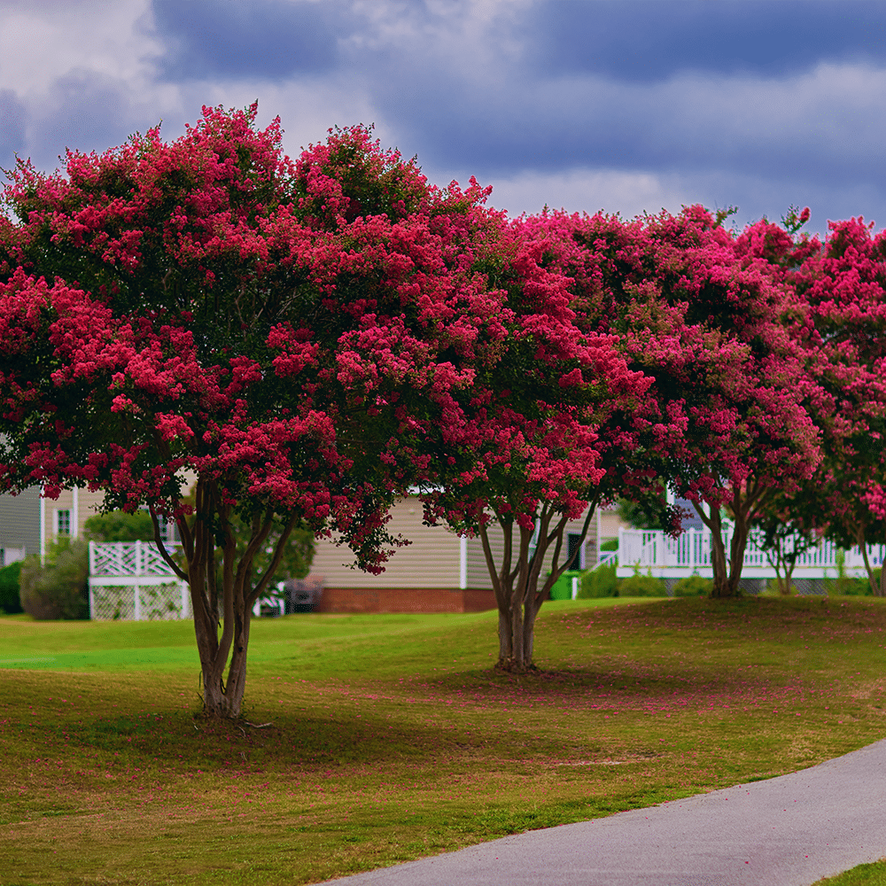 Lagerstroemia X Indica Colorama Scarlet™ - Crape Myrtle - Bumbee's