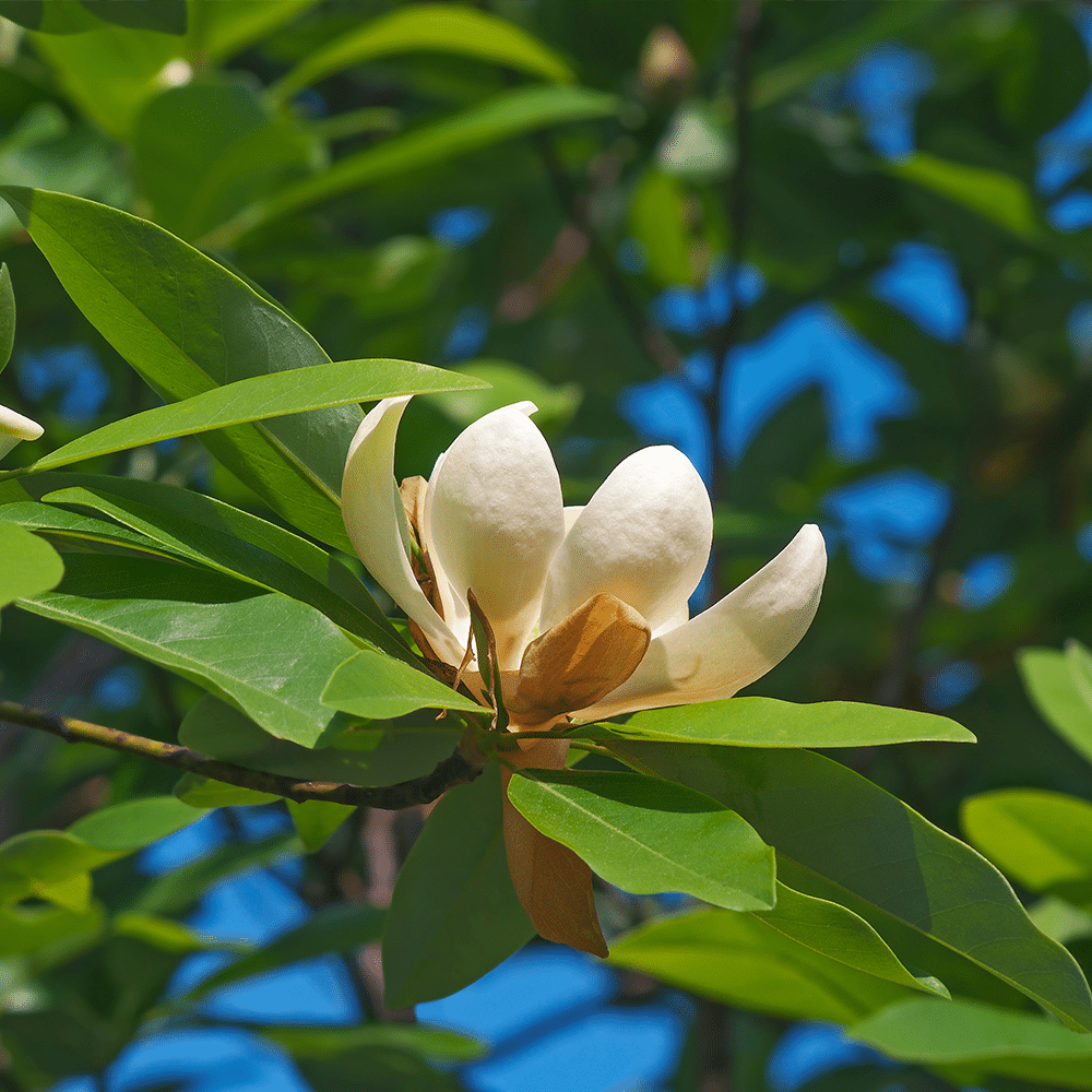 Magnolia Virginiana Moonglow® PP12065 - Moon-Glo Magnolia - Bumbee's