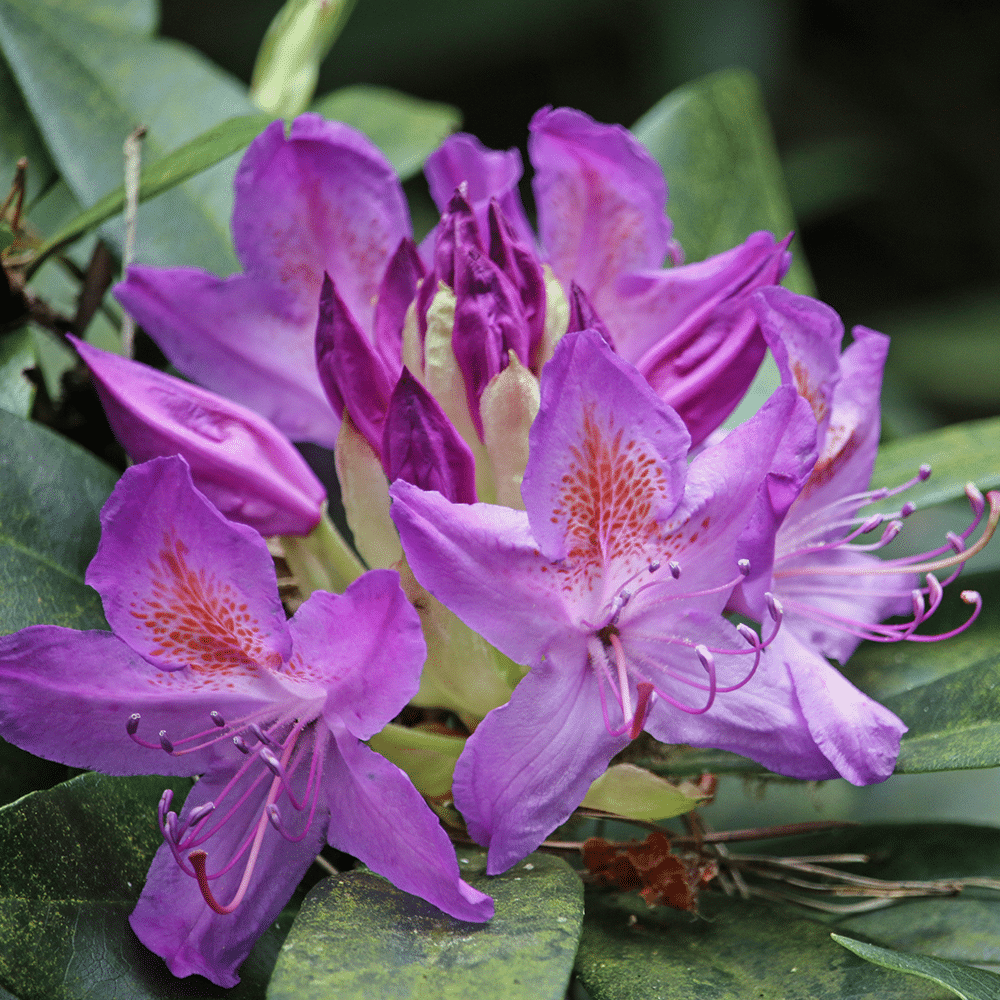 Rhododendron Catawbiense Lee's Dark Purple - Hybrid Rhododendron - Bumbee's