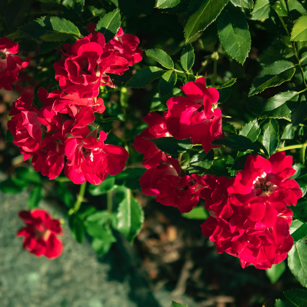 Rosa Drift® Red PP17, 877 - Red Drift Rose - Bumbee's