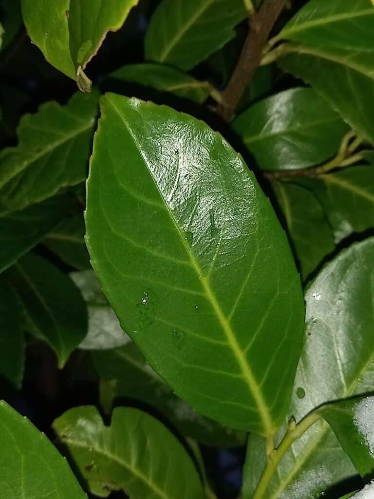 Prunus Laurocerasus Mariblon Genolia - Skinny Schip Laurel - Bumbee's