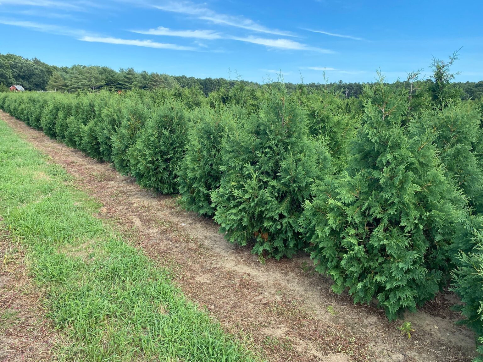 Thuja Occidentalis Nigra - Dark American Arborvitae - Bumbee's